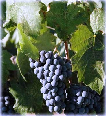 Stryker Sonoma Petit Verdot: The Golden Ticket